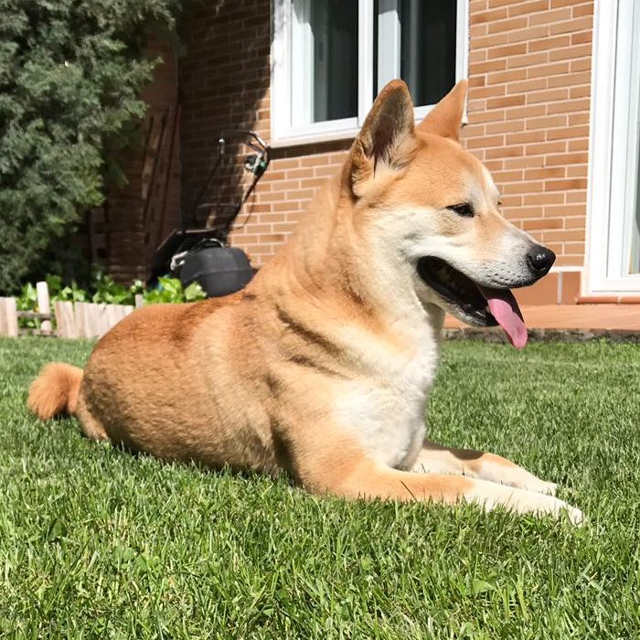 Shibas en adopción | Club Shiba Inu en España